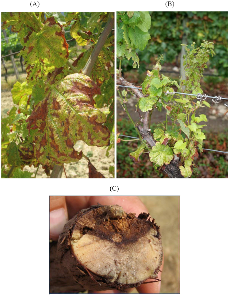 Toxins | Free Full-Text | Phytotoxins Produced by Fungi Associated with ...