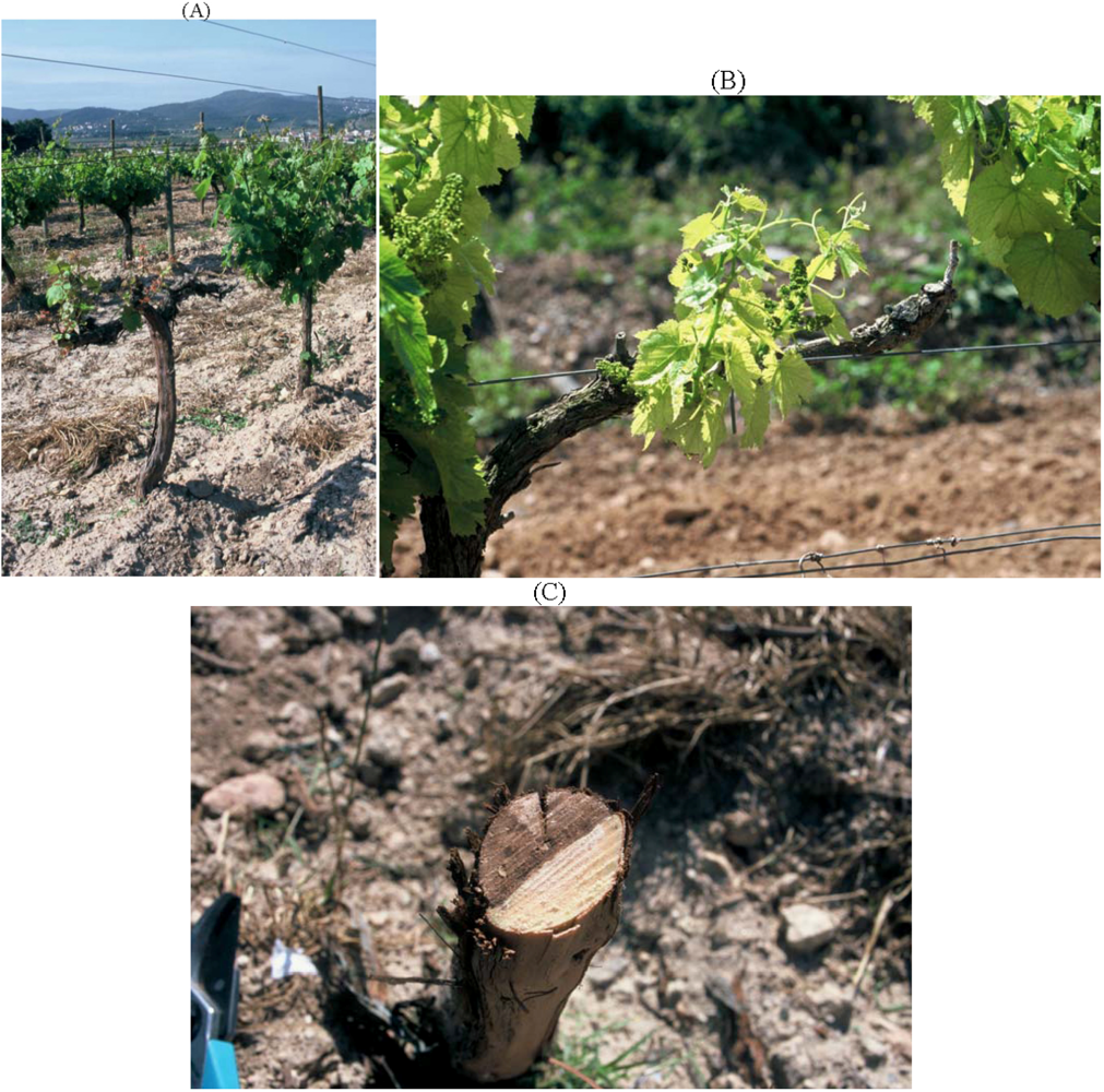 Phytotoxins Produced by Fungi Associated with Grapevine Trunk Diseases