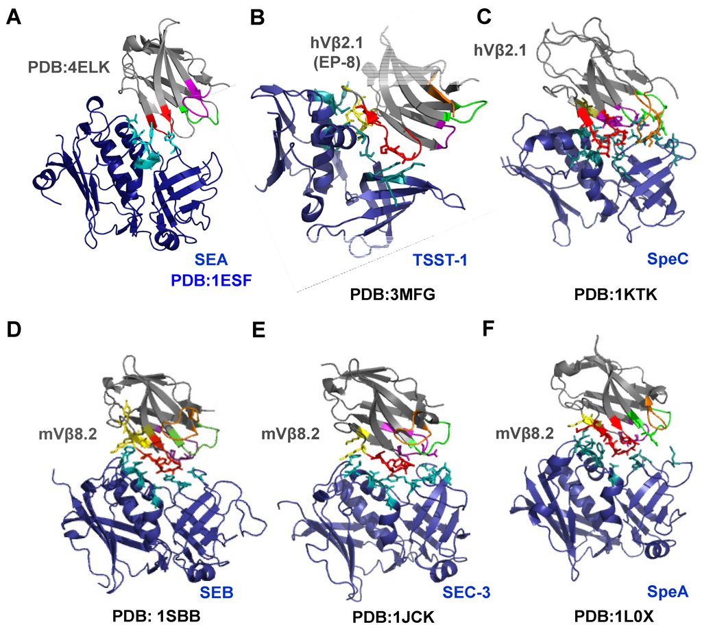 Soluble T Cell Receptor Vβ Domains Engineered for High-Affinity Binding ...