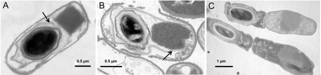 Regulation of cry Gene Expression in Bacillus thuringiensis