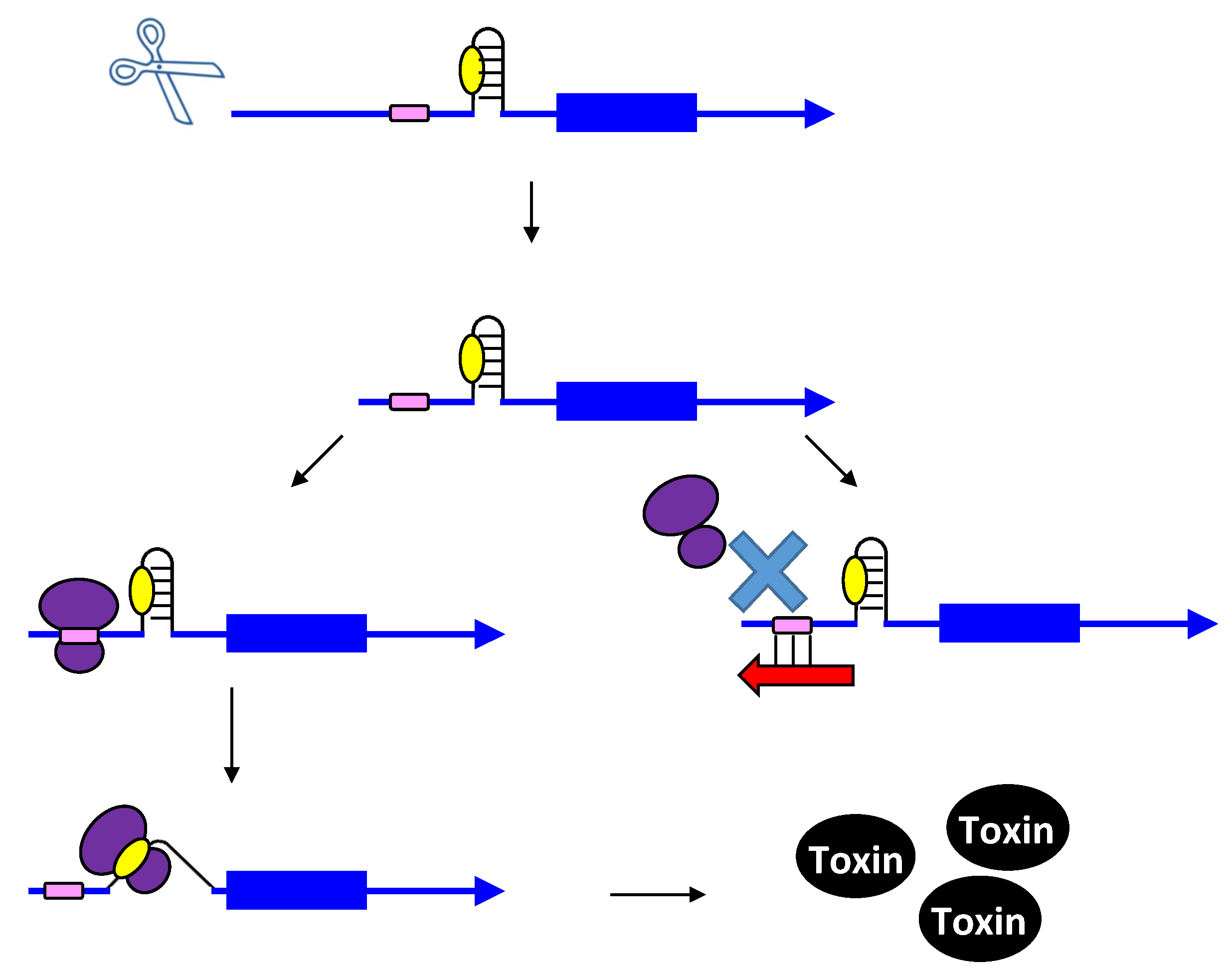 sRNA Antitoxins: More than One Way to Repress a Toxin