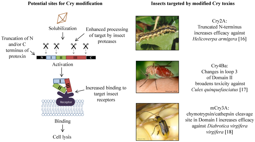 Bt Toxin Modification for Enhanced Efficacy