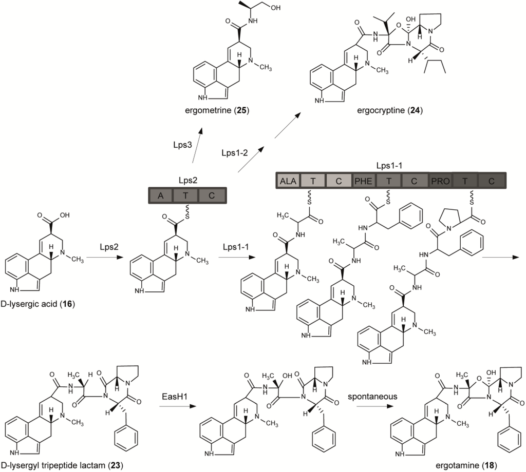 Biosynthetic Pathways of Ergot Alkaloids