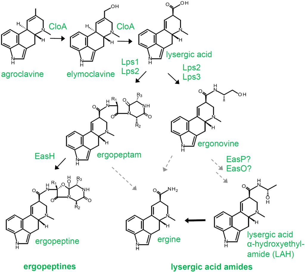 Diversification of Ergot Alkaloids in Natural and Modified Fungi