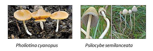 Toxins | Free Full-Text | Research on Acute Toxicity and the Behavioral ...