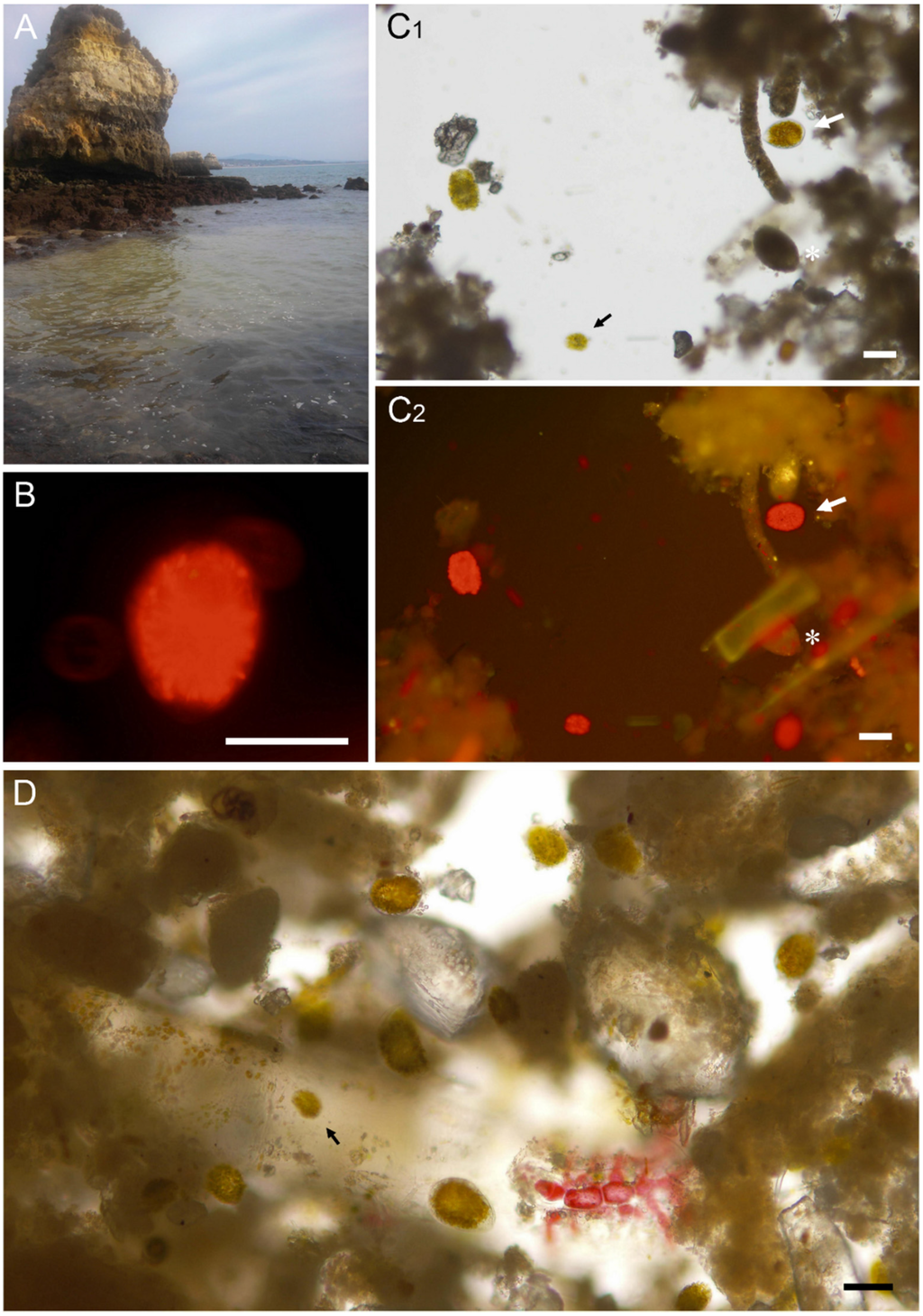 Culture-Independent Study of the Late-Stage of a Bloom of the Toxic ...