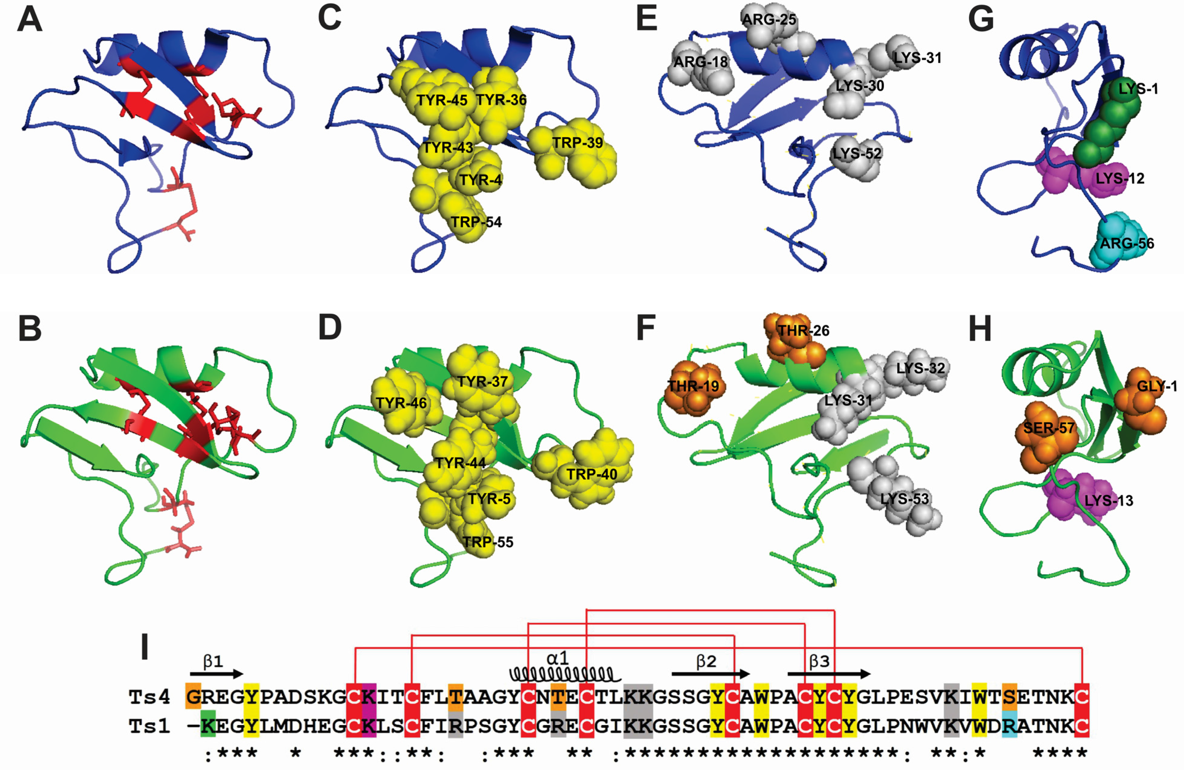 Revealing the Function and the Structural Model of Ts4: Insights into ...
