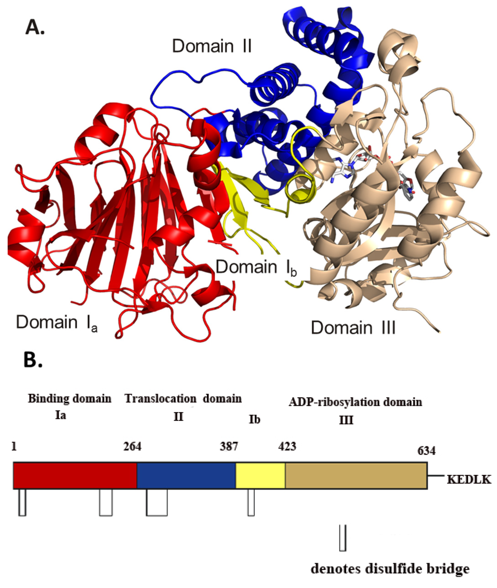 Toxins | Free Full-Text | The Father, Son and Cholix Toxin: The Third ...