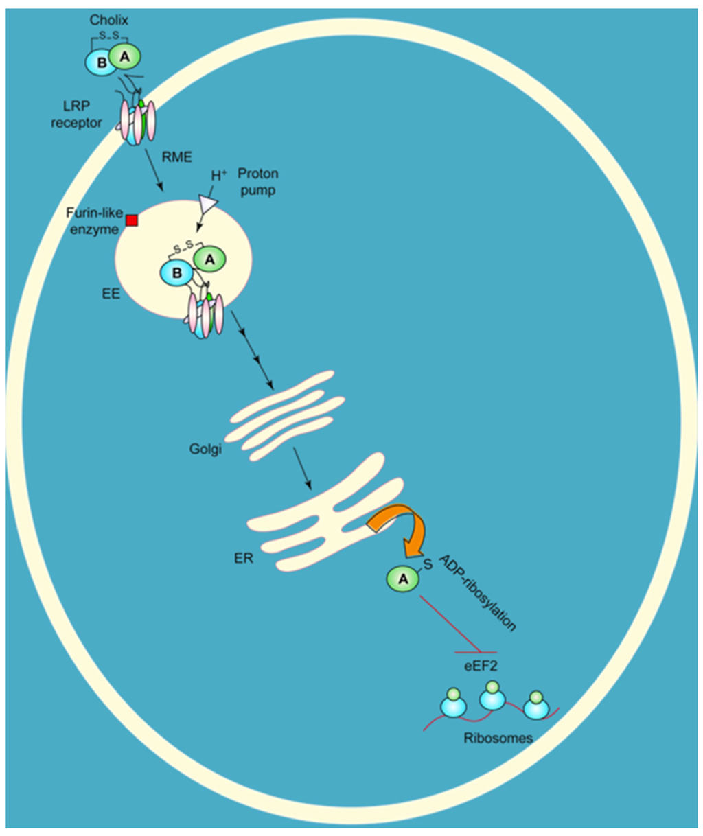 Toxins | Free Full-Text | The Father, Son and Cholix Toxin: The Third ...