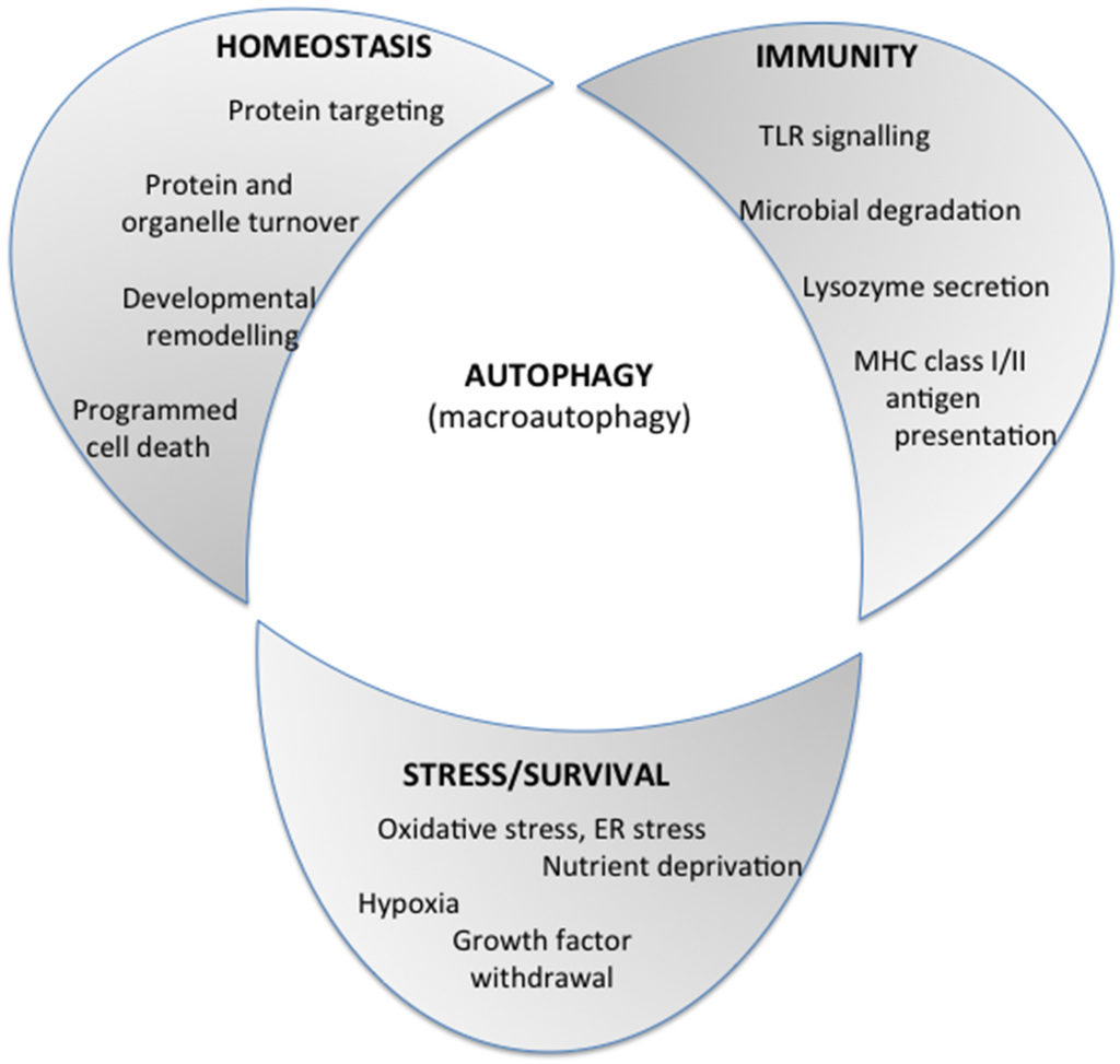 Toxins | Free Full-Text | Interactions between Autophagy and Bacterial ...