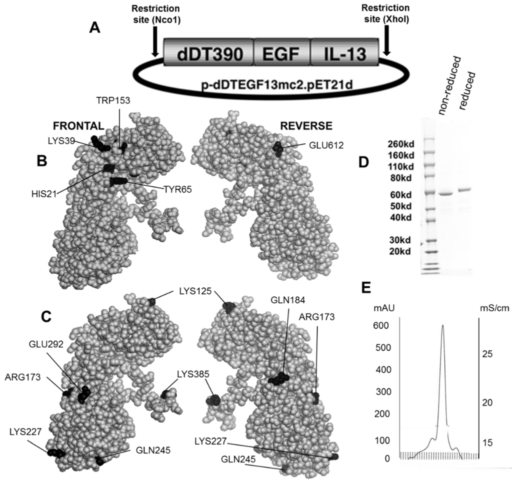Toxins | Free Full-Text | Mutagenic Deimmunization of Diphtheria Toxin ...