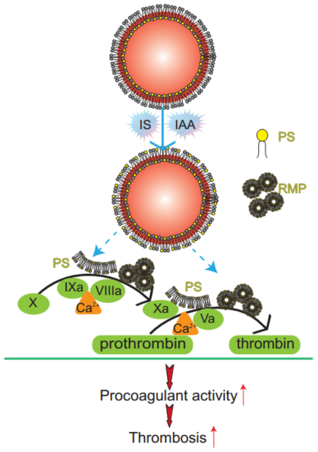 Toxins | Free Full-Text | Indolic Uremic Solutes Enhance Procoagulant ...