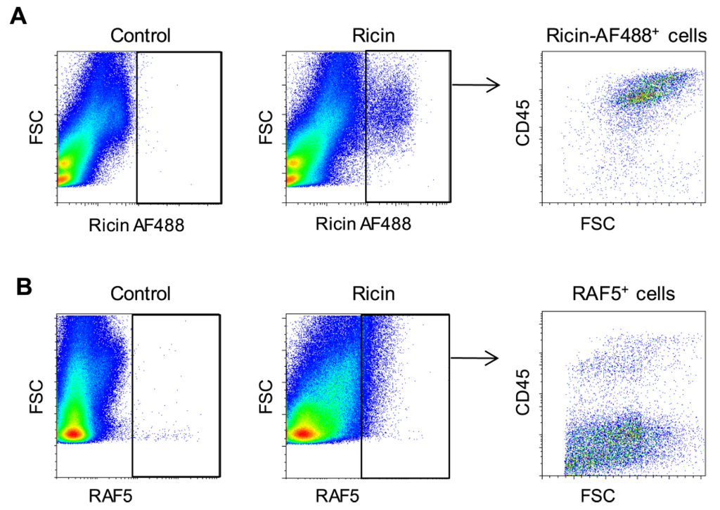 Diverse Profiles of Ricin-Cell Interactions in the Lung Following ...
