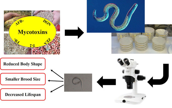 Toxins | Free Full-Text | Multi-Toxic Endpoints of the Foodborne ...