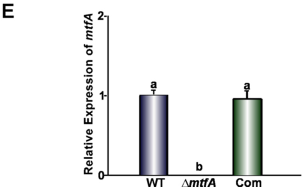 The Master Transcription Factor mtfA Governs Aflatoxin Production ...