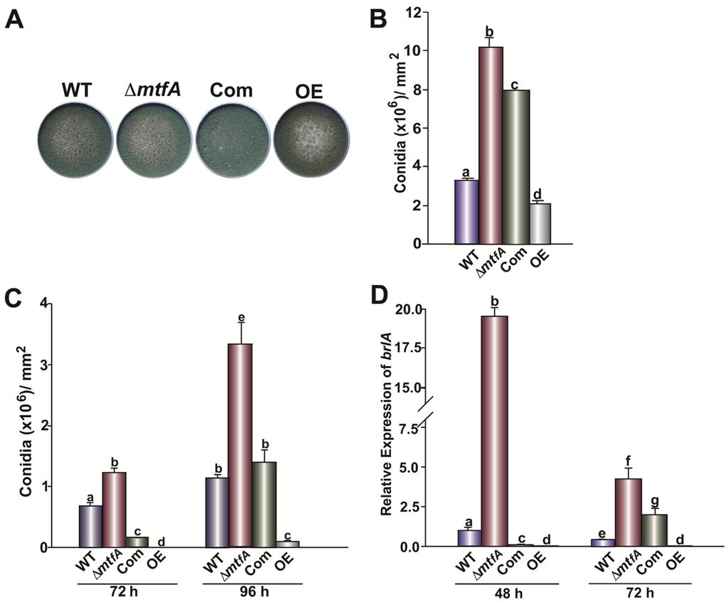 The Master Transcription Factor mtfA Governs Aflatoxin Production ...