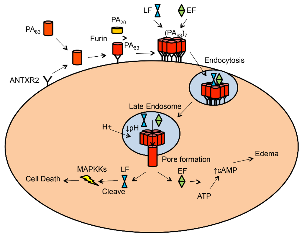 Roles of Anthrax Toxin Receptor 2 in Anthrax Toxin Membrane Insertion ...