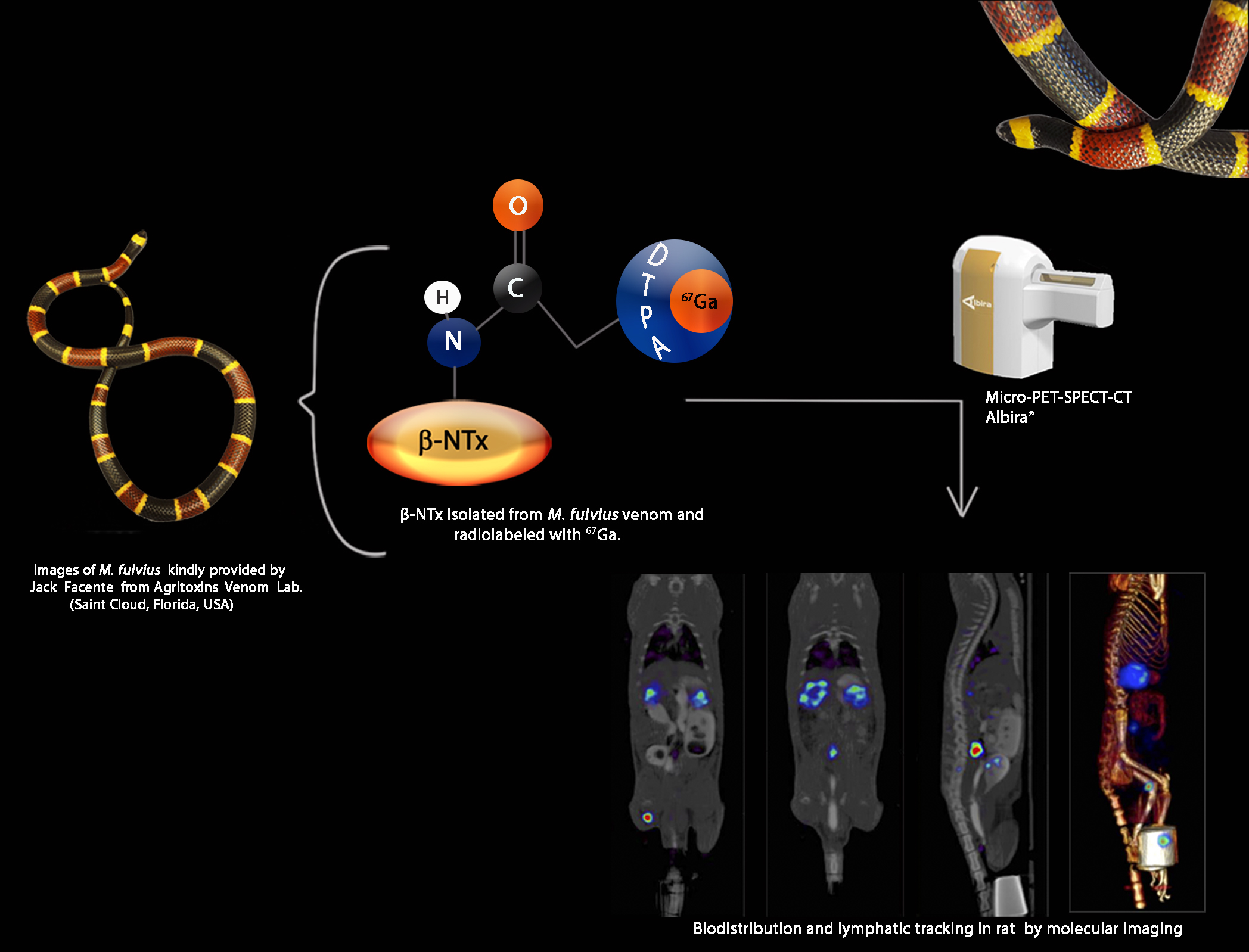 Toxins | Free Full-Text | Biodistribution and Lymphatic Tracking of the ... Toxins | Free Full-Text | Biodistribution and Lymphatic Tracking of the ...