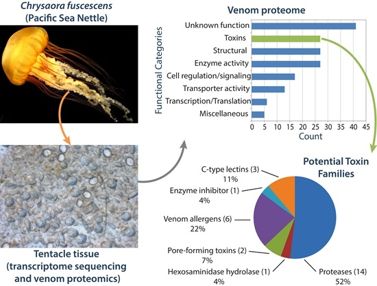 Toxins | Free Full-Text | Tentacle Transcriptome and Venom Proteome of ...