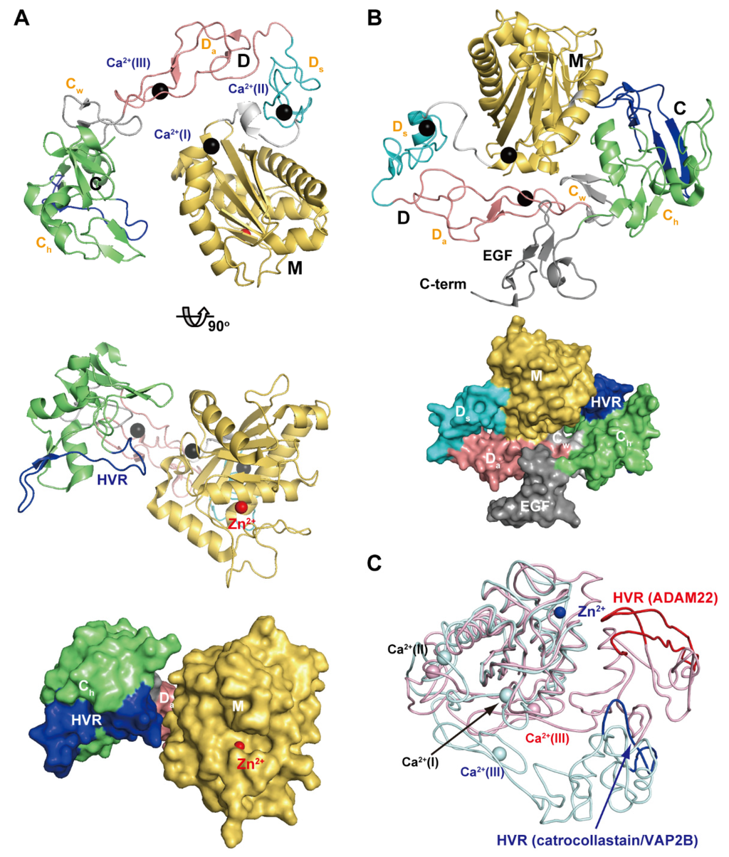 Toxins | Special Issue : Snake Venom Metalloproteinases