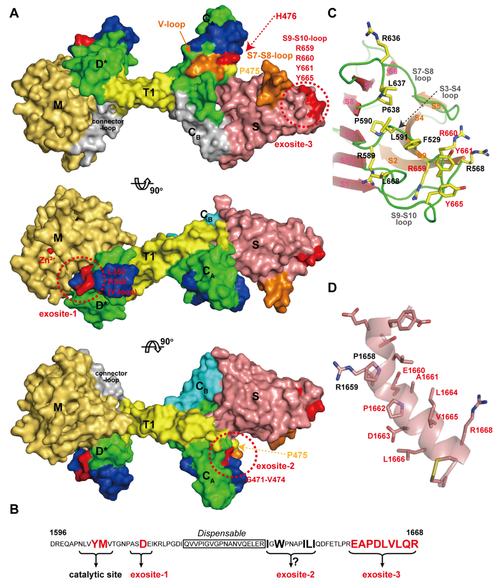 Toxins | Free Full-Text | ADAM and ADAMTS Family Proteins and Snake ...
