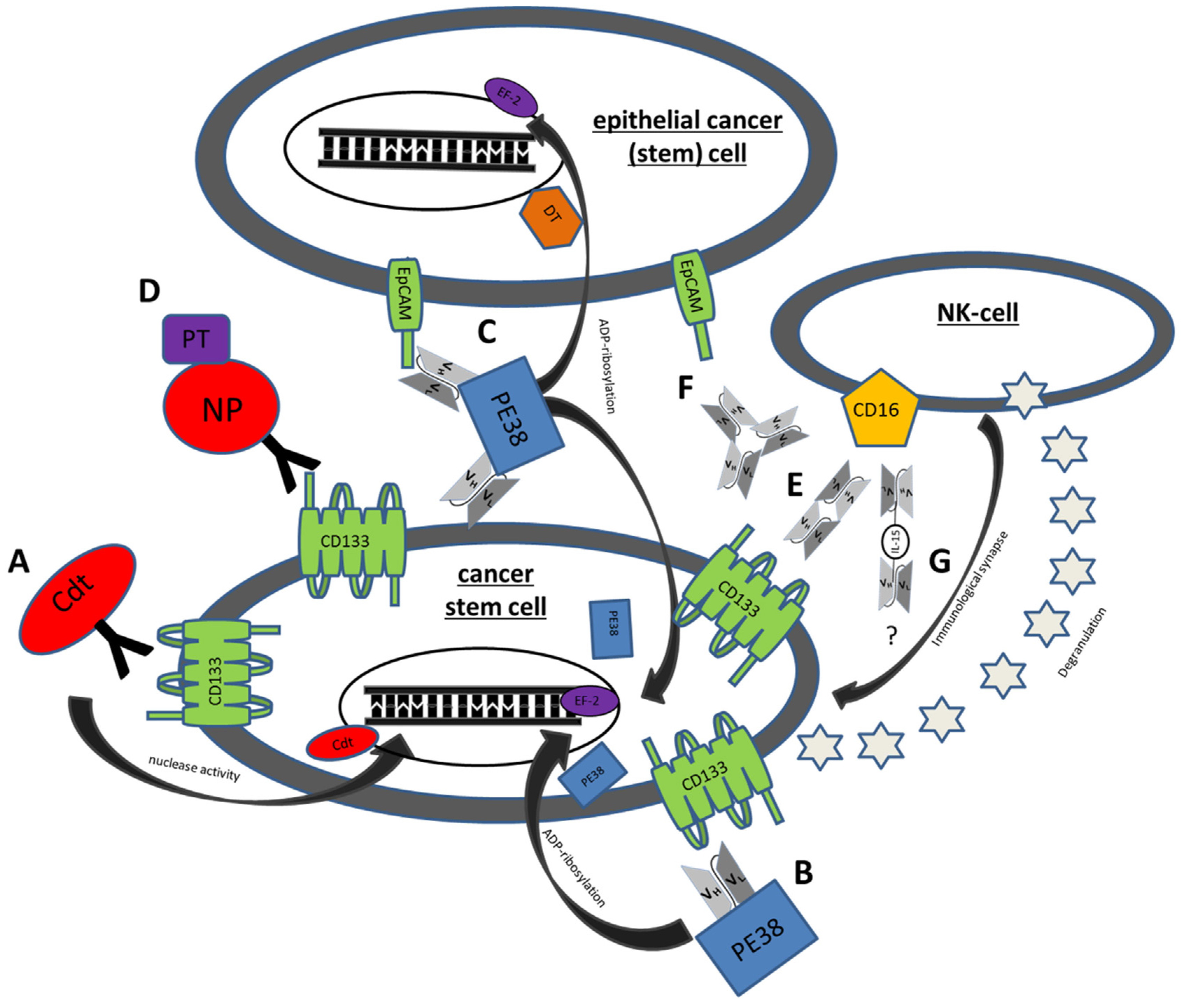 Toxins Free Full Text Cd133 Selectively Targeting The Root Of Cancer