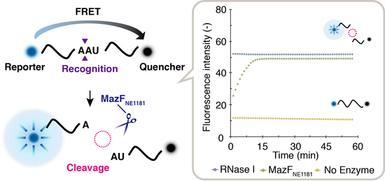 Toxins | Special Issue : Toxin-Antitoxin System in Bacteria