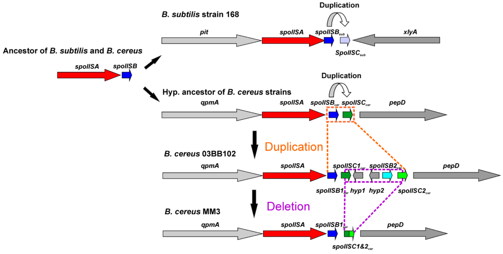 Toxins | Special Issue : Toxin-Antitoxin System in Bacteria