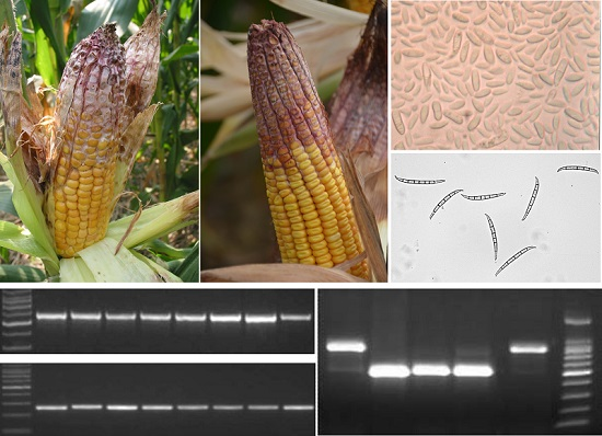 Toxins | Free Full-Text | Identification of Pathogenic Fusarium spp ...