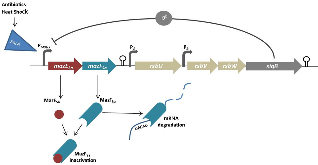 Toxins | Special Issue : Toxin-Antitoxin System in Bacteria