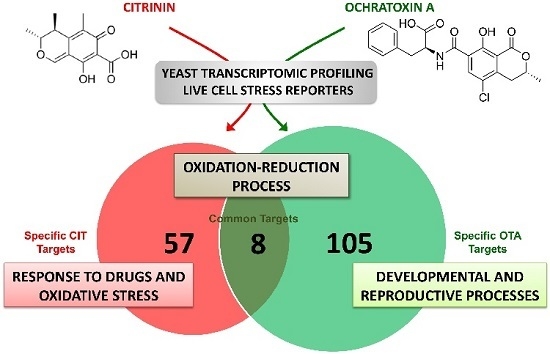 Toxins | Free Full-Text | Different Toxicity Mechanisms for Citrinin ...