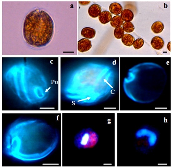 Toxins | Free Full-Text | Toxicity and Growth Assessments of Three ...