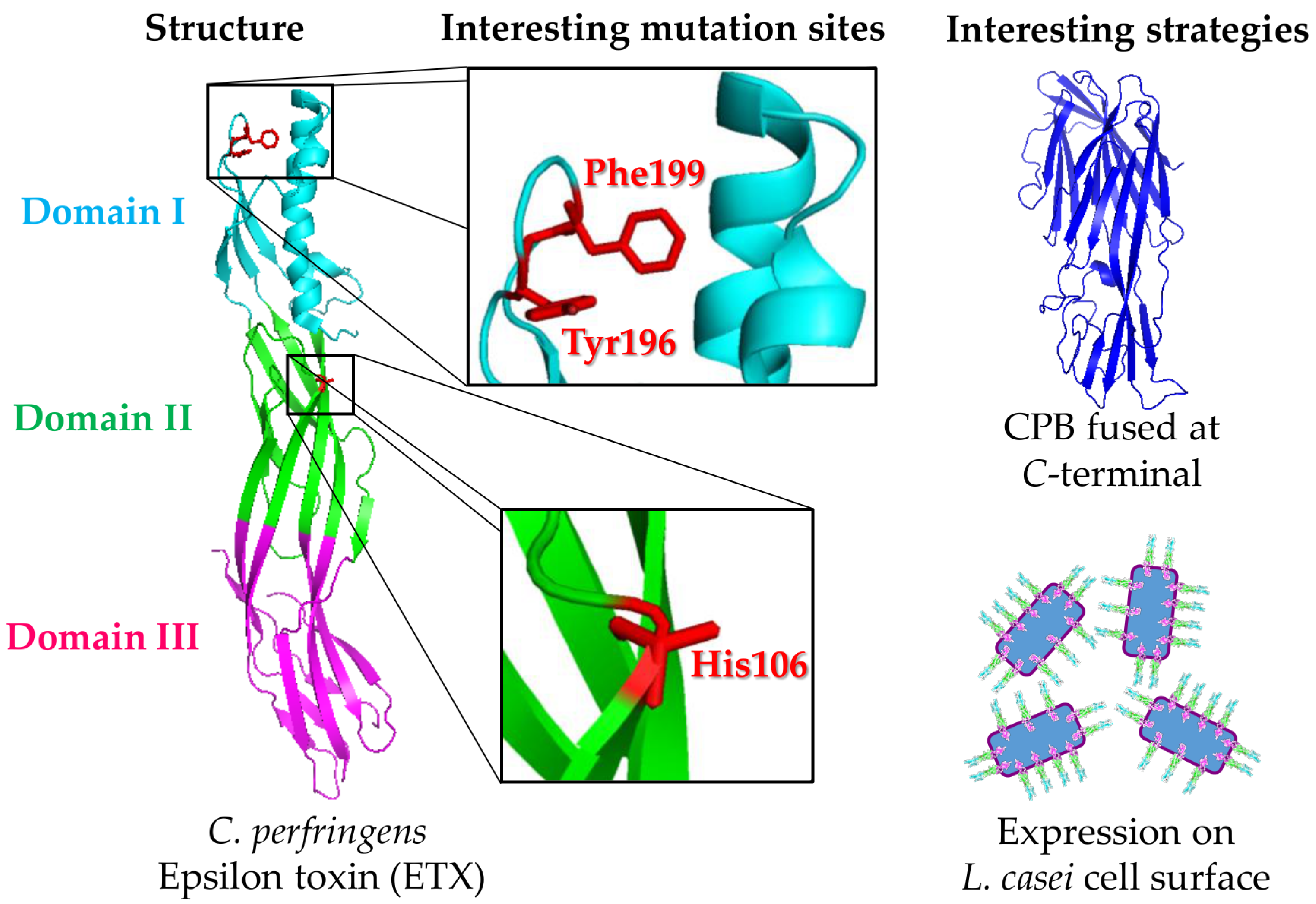 Clostridium Perfringens Toxin Clostridium Perfringens Toxin