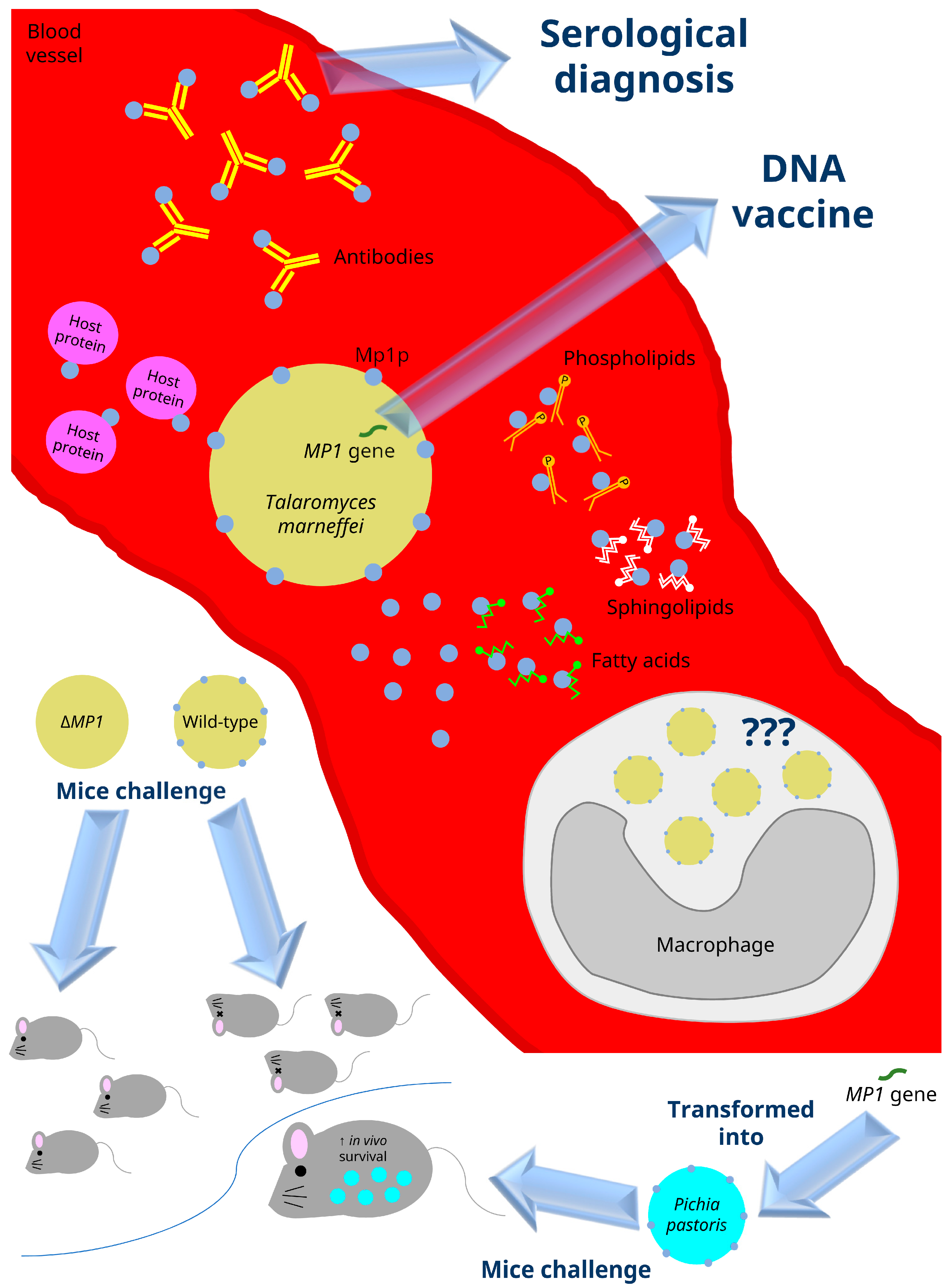 Toxins Free Full Text Talaromyces Marneffei Genomic Transcriptomic