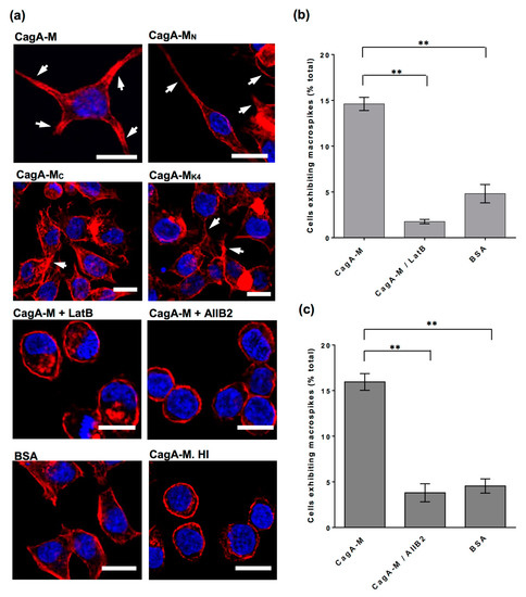 The Middle Fragment of Helicobacter pylori CagA Induces Actin ...