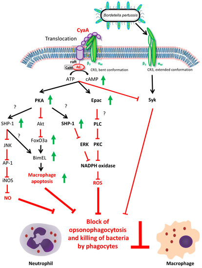Toxins | Special Issue : Adenylate Cyclase (CyaA) Toxin