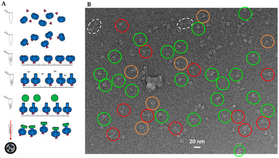 Toxins | Free Full-Text | Asymmetric Cryo-EM Structure of Anthrax Toxin ...