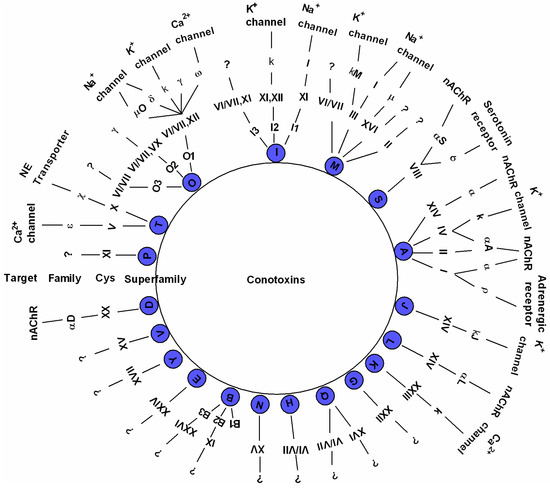 Cone Snails: A Big Store of Conotoxins for Novel Drug Discovery