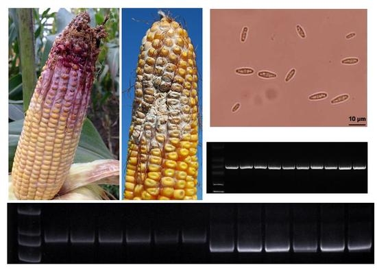 Toxins | Free Full-Text | The Major Fusarium Species Causing Maize Ear ...