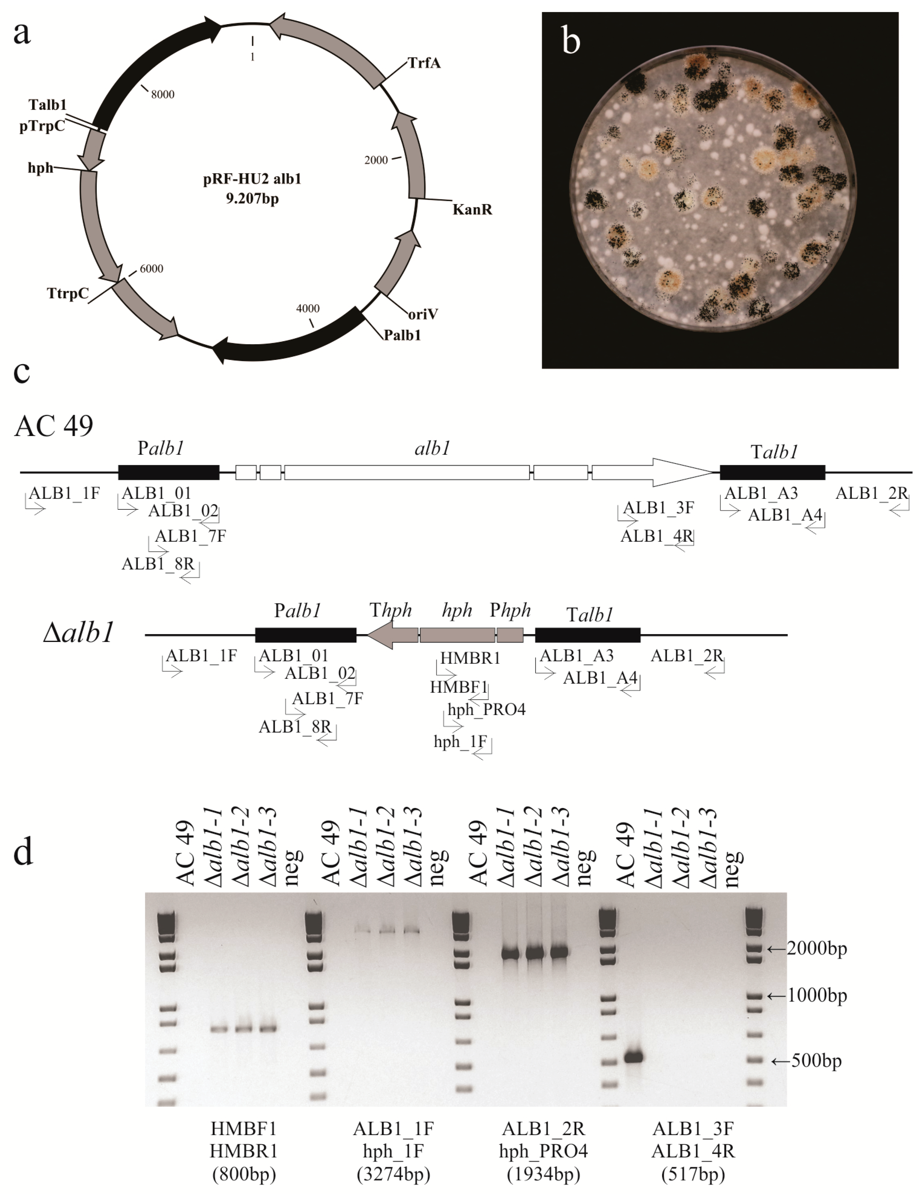 Toxins | Free Full-Text | Functional Characterization of the alb1 ...