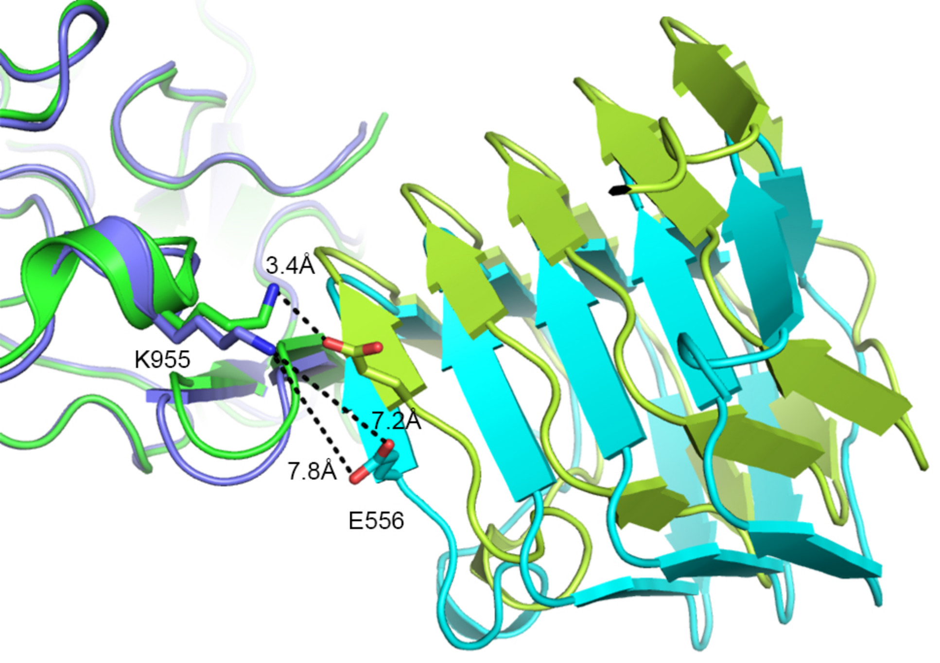 Toxins | Free Full-Text | Crystal Structure of Botulinum Neurotoxin A2 ... Toxins | Free Full-Text | Crystal Structure of Botulinum Neurotoxin A2 ...