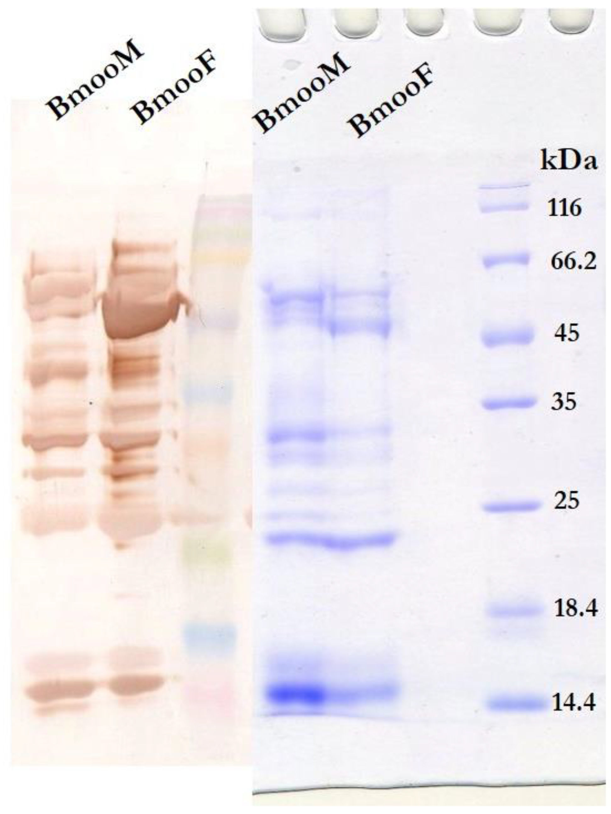 Toxins | Free Full-Text | Proteopeptidomic, Functional and ... Toxins | Free Full-Text | Proteopeptidomic, Functional and ...