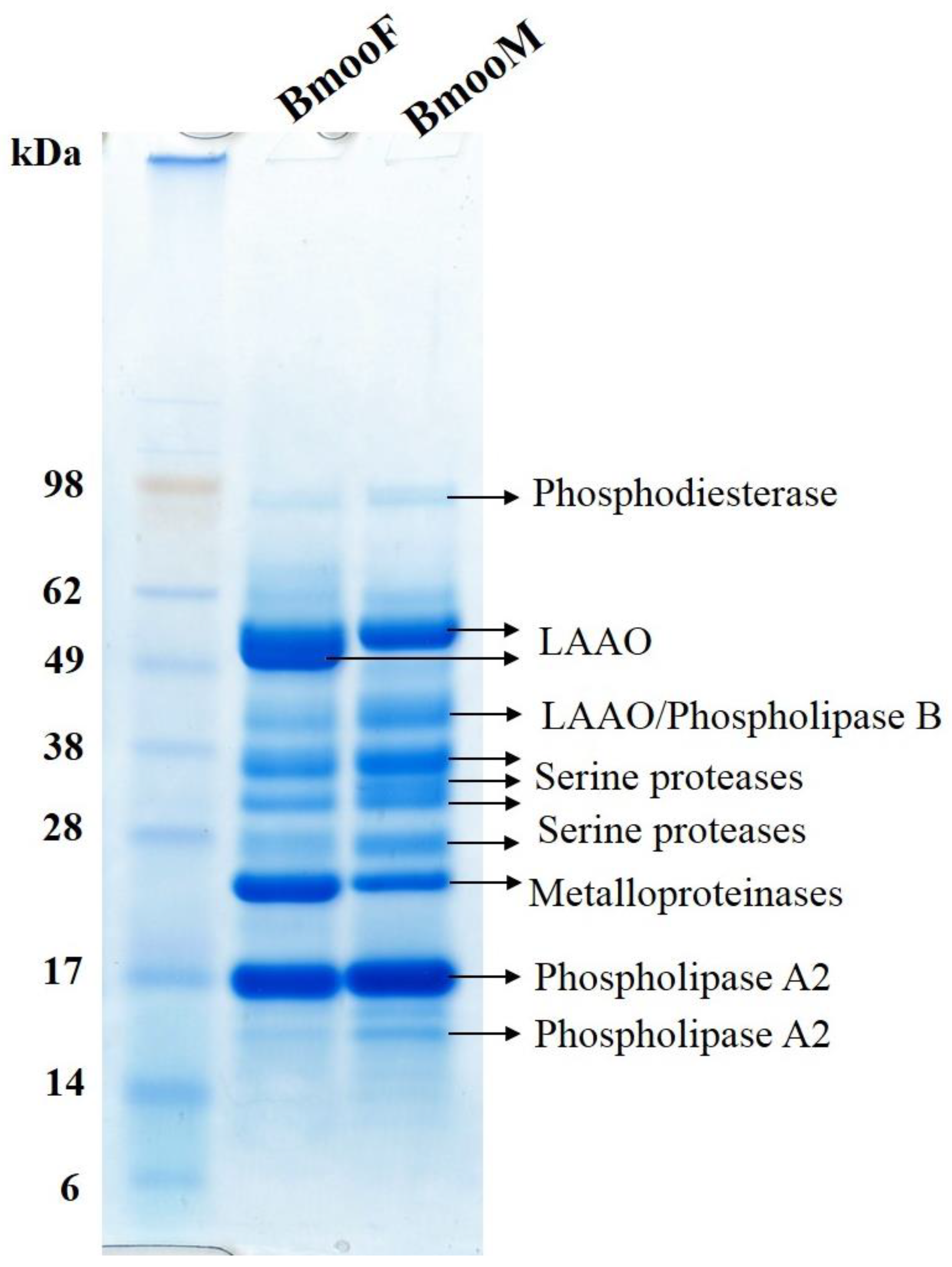 Toxins | Free Full-Text | Proteopeptidomic, Functional and ... Toxins | Free Full-Text | Proteopeptidomic, Functional and ...