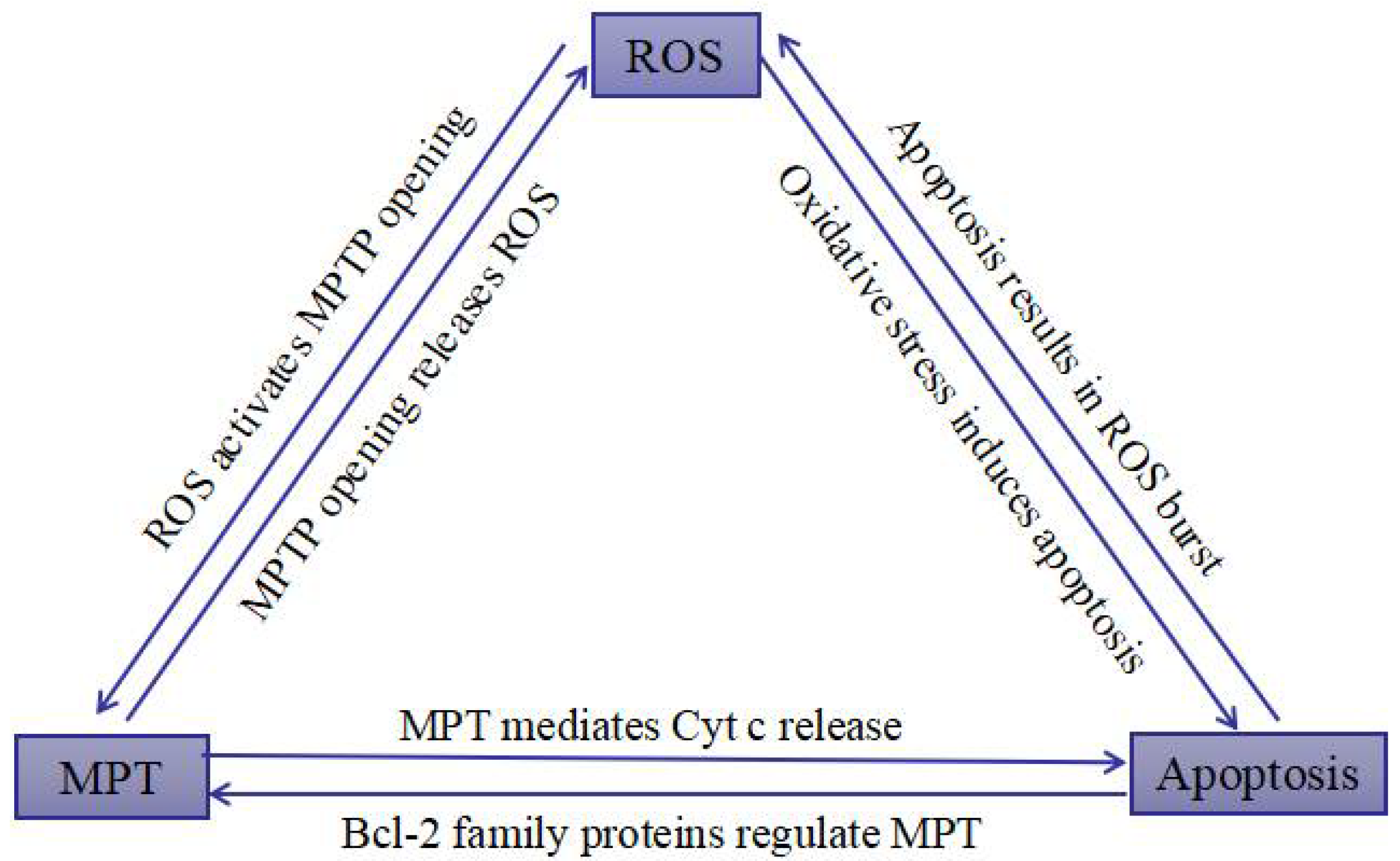Molecular Mechanisms of Apoptosis in HepaRG Cell Line Induced by ...