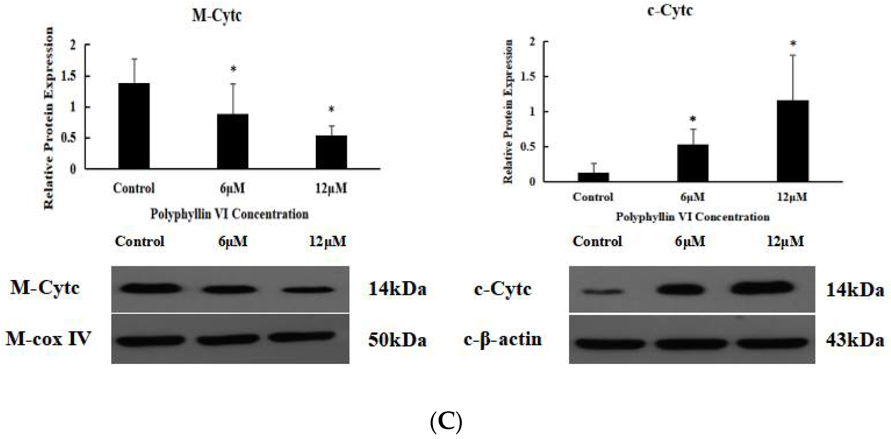 Molecular Mechanisms of Apoptosis in HepaRG Cell Line Induced by ...