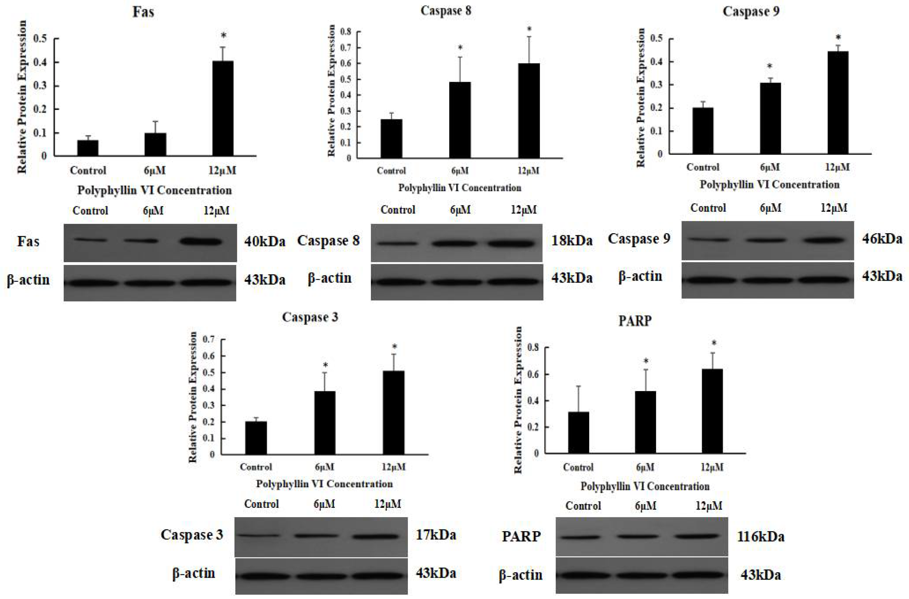 Molecular Mechanisms of Apoptosis in HepaRG Cell Line Induced by ...