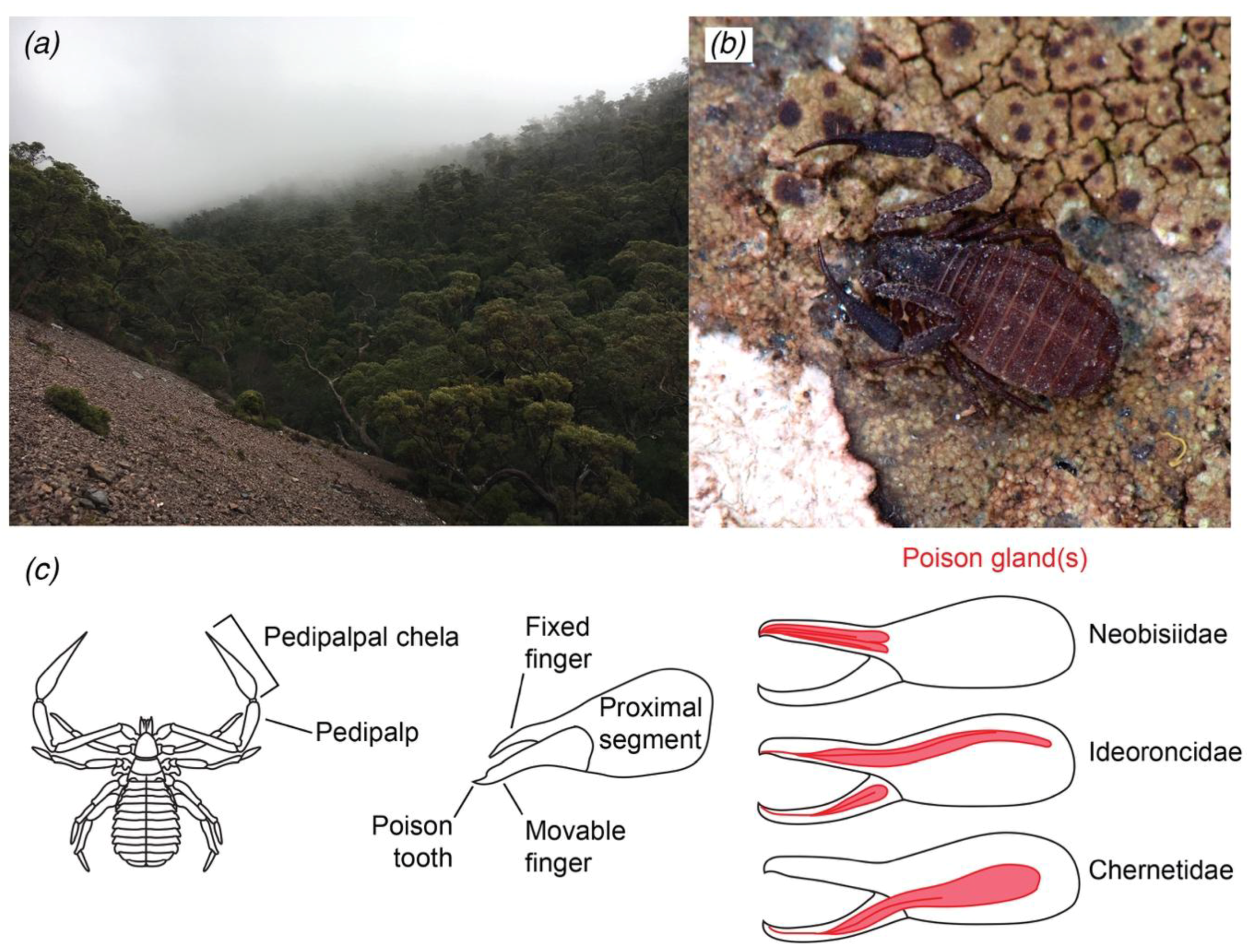 Toxins Free Full Text Transcriptomic Analysis Of Pseudoscorpion