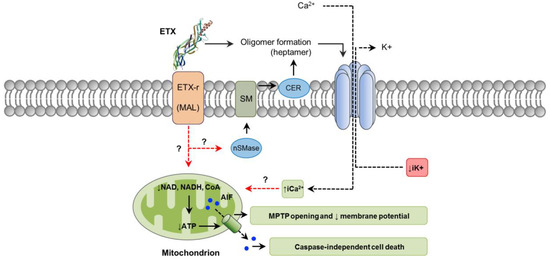 Mechanisms of Action and Cell Death Associated with Clostridium perfringens Toxins