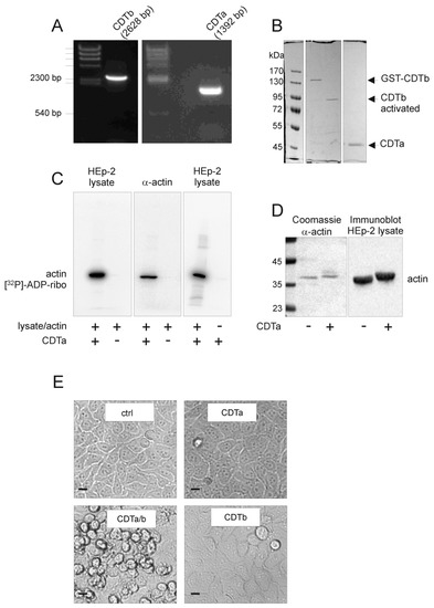 The Binary Toxin CDT of Clostridium difficile as a Tool for ...