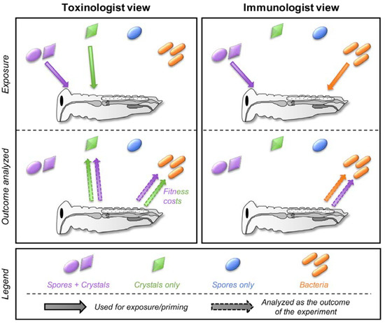 Interaction between Insects, Toxins, and Bacteria: Have We Been Wrong ...